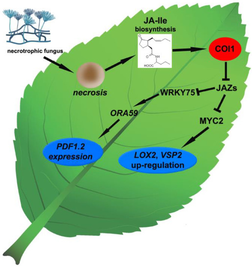Jasmonic Acid as a Mediator in Plant Response to Necrotrophic Fungi