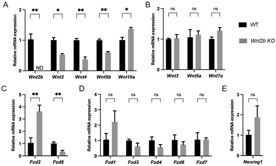 Ectopic Rod Photoreceptor Development in Mice with Genetic Deficiency ...
