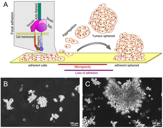 Current Knowledge about the Impact of Microgravity on Gene Regulation