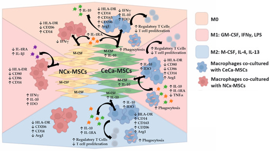 Mesenchymal Stem/Stromal Cells Derived from Cervical Cancer Promote M2 ...