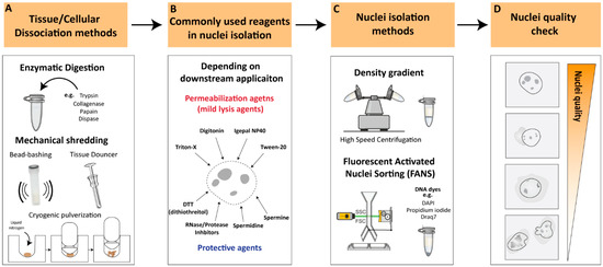 Nuclei on the Rise: When Nuclei-Based Methods Meet Next-Generation Sequencing