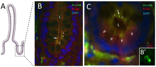 Primary Cilium Identifies a Quiescent Cell Population in the Human ...