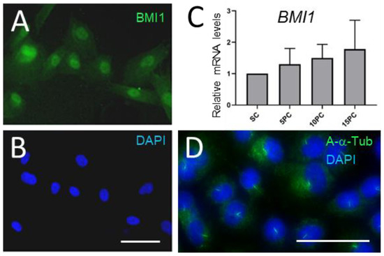 Primary Cilium Identifies a Quiescent Cell Population in the Human ...