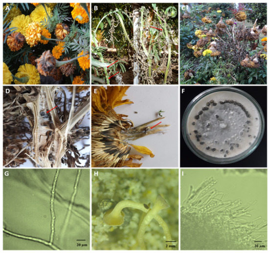 Sclerotinia sclerotiorum (Lib.) de Bary: Insights into the Pathogenomic Features of a Global ...