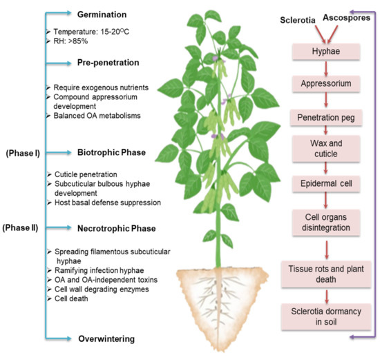 Sclerotinia sclerotiorum (Lib.) de Bary: Insights into the Pathogenomic Features of a Global ...