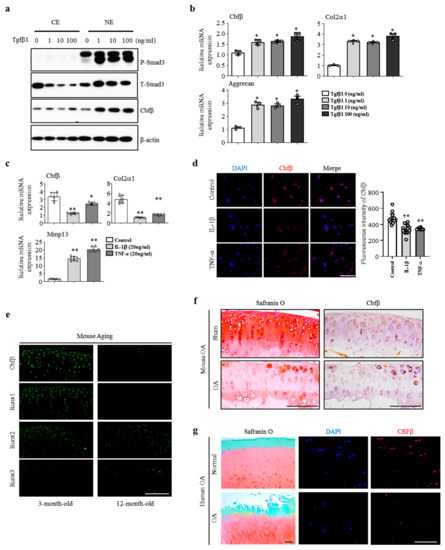 Cbfβ Is a Novel Modulator against Osteoarthritis by Maintaining ...