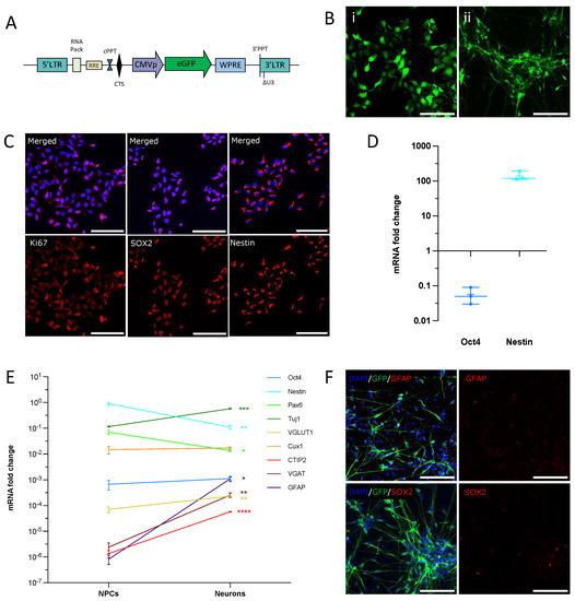 Developmental Changes of Human Neural Progenitor Cells Grafted into the ...