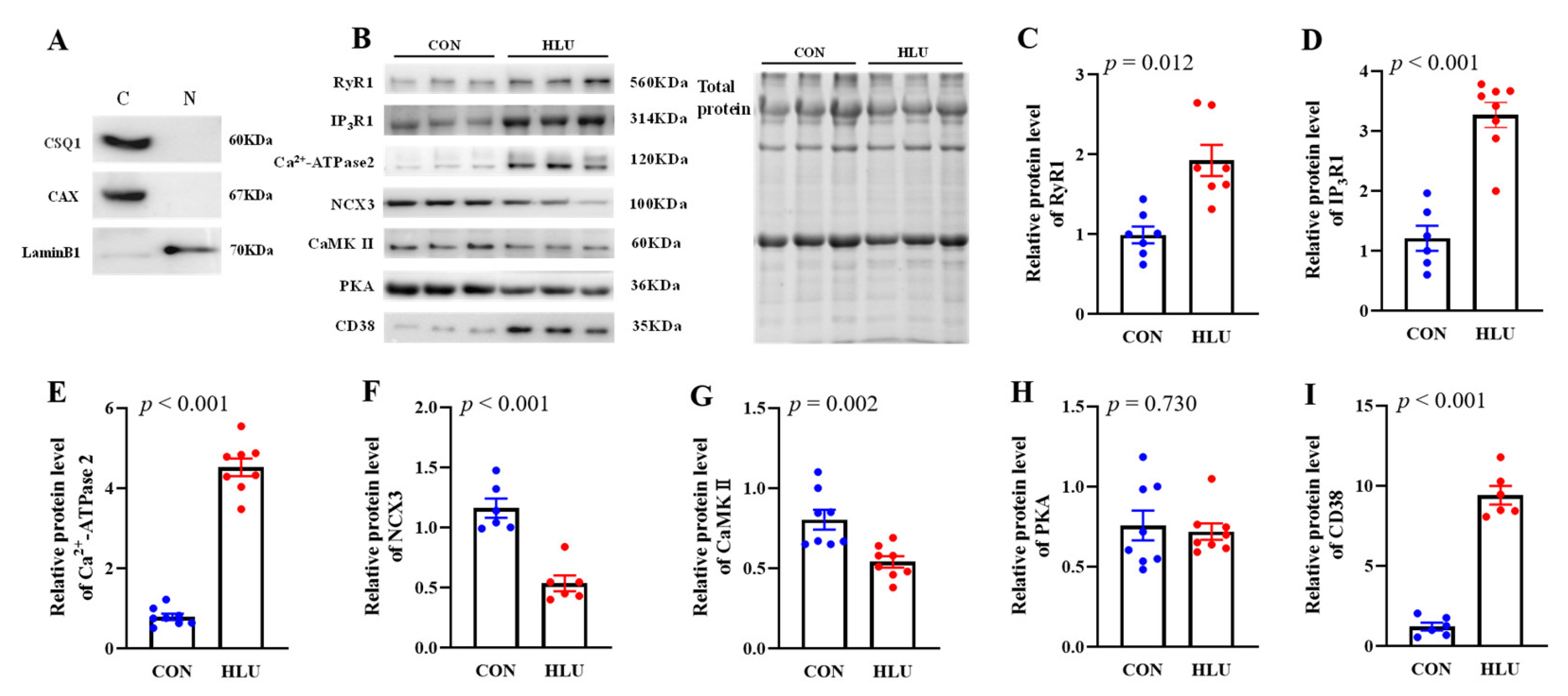 New Findings: Hindlimb Unloading Causes Nucleocytoplasmic Ca2+ Overload ...