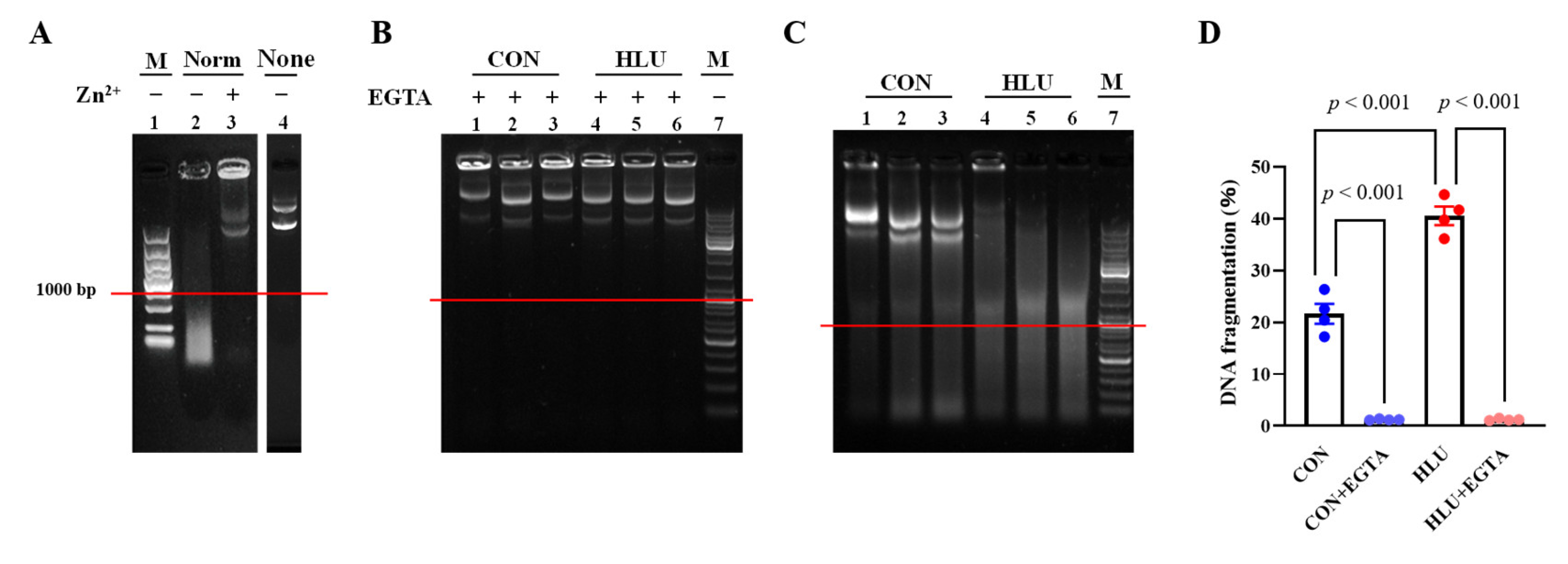 New Findings: Hindlimb Unloading Causes Nucleocytoplasmic Ca2+ Overload ...