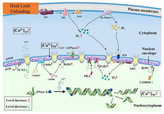 New Findings: Hindlimb Unloading Causes Nucleocytoplasmic Ca2+ Overload ...