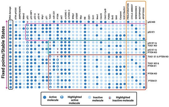 Quadra-Stable Dynamics of p53 and PTEN in the DNA Damage Response
