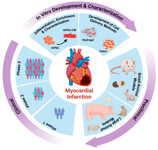 Preclinical Large Animal Porcine Models for Cardiac Regeneration and ...