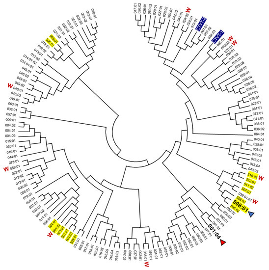 Crystal Structure of a Classical MHC Class I Molecule in Dogs ...