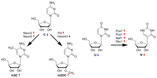 Integrated Metabolomic and Transcriptomic Analysis of Modified ...