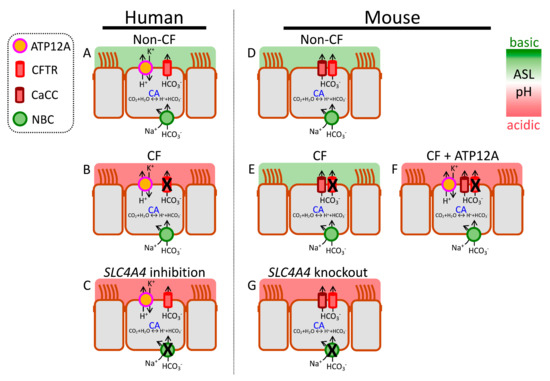 Inflammation as a Regulator of the Airway Surface Liquid pH in Cystic ...