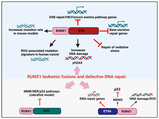 The RUNX Family of Proteins, DNA Repair, and Cancer