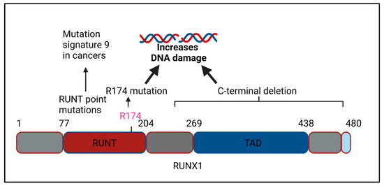 The RUNX Family of Proteins, DNA Repair, and Cancer
