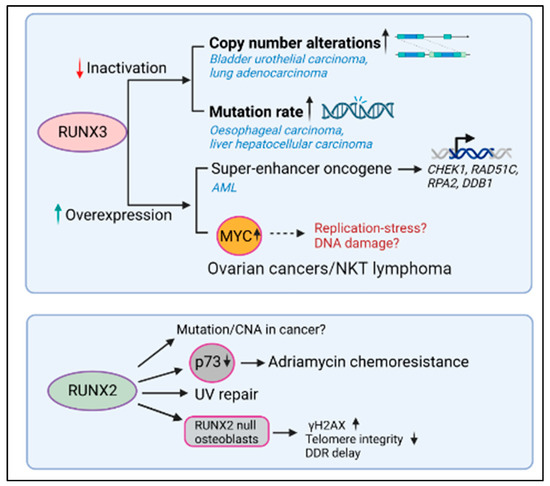 The RUNX Family of Proteins, DNA Repair, and Cancer