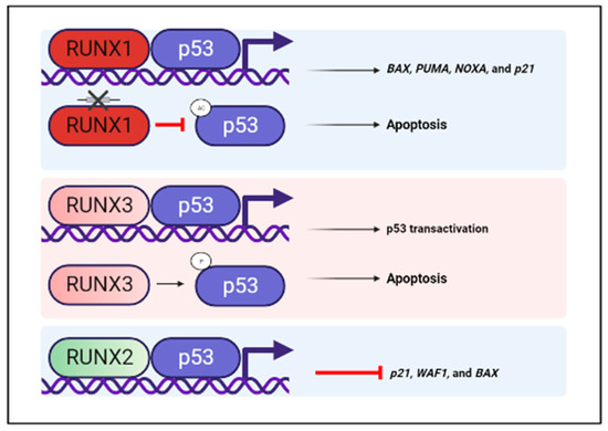 The RUNX Family of Proteins, DNA Repair, and Cancer