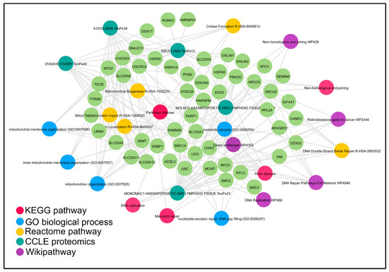 The RUNX Family of Proteins, DNA Repair, and Cancer