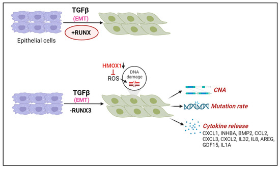 The RUNX Family of Proteins, DNA Repair, and Cancer