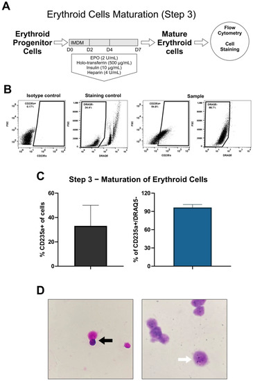 Evaluation of 2D and 3D Erythroid Differentiation Protocols Using ...