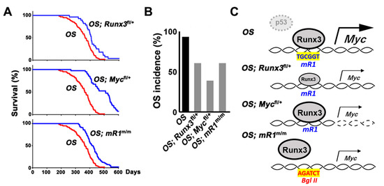 p53 Deficiency-Dependent Oncogenicity of Runx3