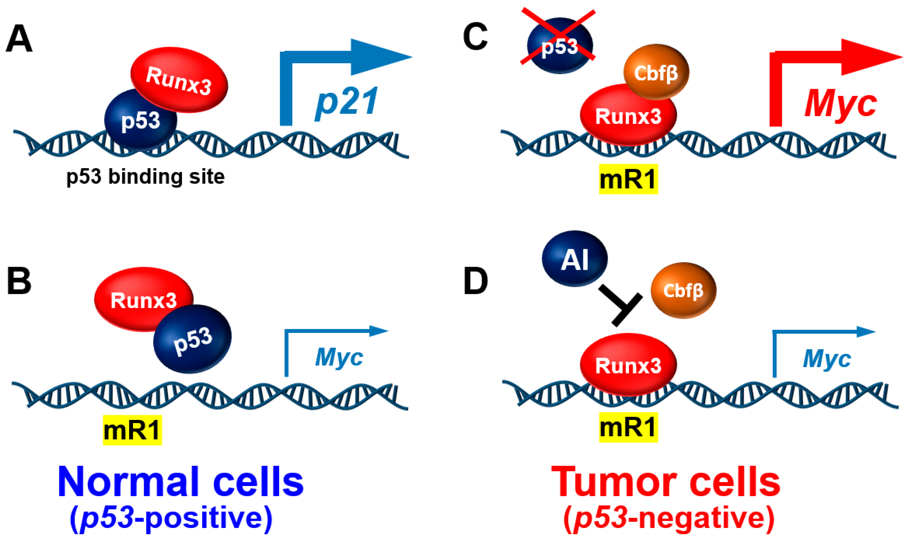 P53 Deficiency Dependent Oncogenicity Of Runx3