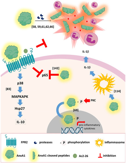 The Multifaceted Role of Annexin A1 in Viral Infections