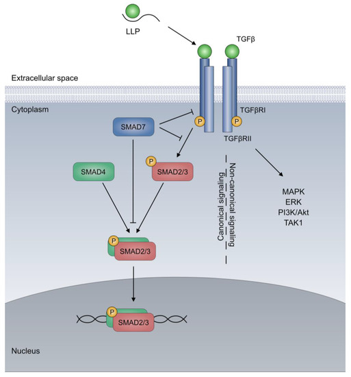TGFβ and the Tumor Microenvironment in Colorectal Cancer