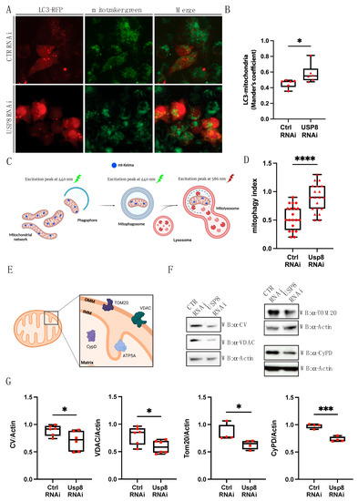 USP8 Down-Regulation Promotes Parkin-Independent Mitophagy in the ...