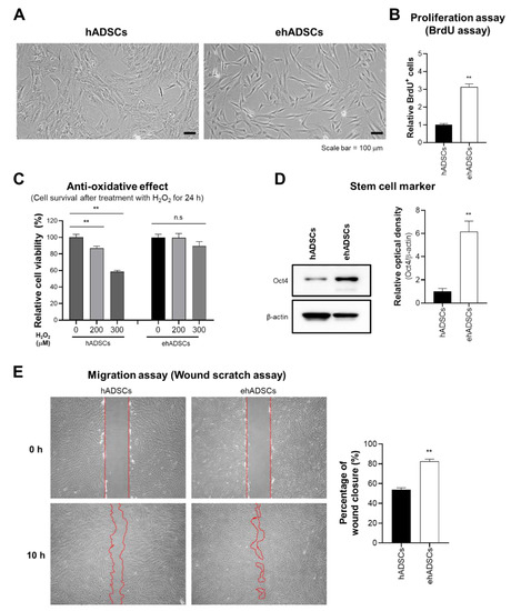 Human Fibroblast Growth Factor-Treated Adipose-Derived Stem Cells ...
