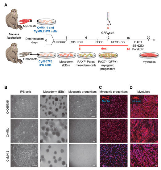 Establishment of Skeletal Myogenic Progenitors from Non-Human Primate ...