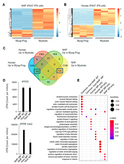 Establishment of Skeletal Myogenic Progenitors from Non-Human Primate ...