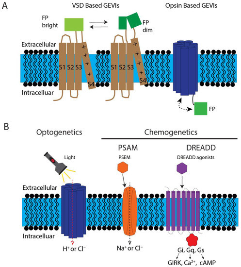 Bioelectricity in Developmental Patterning and Size Control: Evidence ...