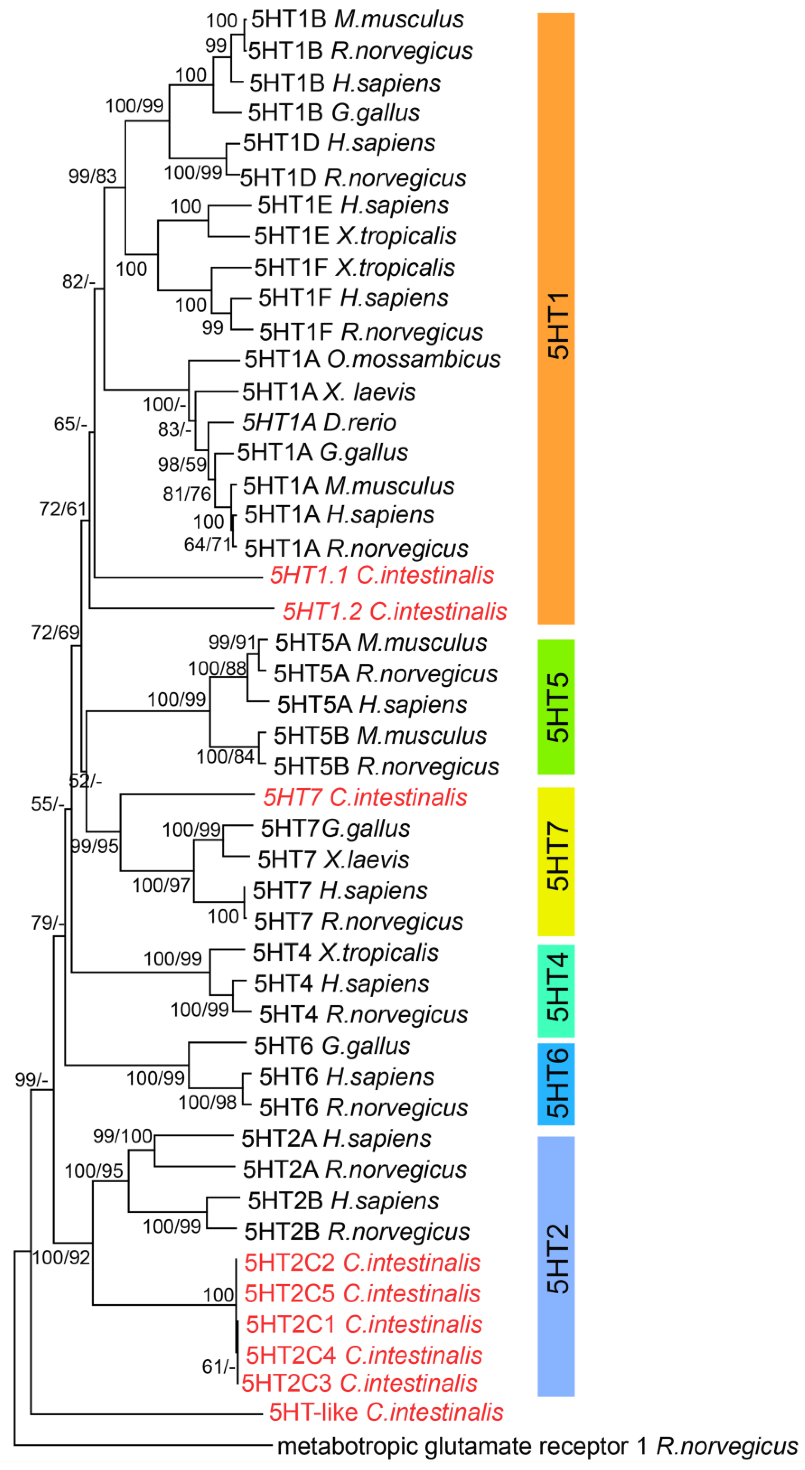 Serotonin Receptors and Their Involvement in Melanization of Sensory ...