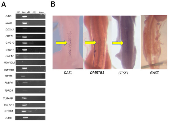 Cells Free Full Text The Transcriptome Of Chicken Migratory