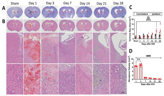 Spatiotemporal Cofilin Signaling, Microglial Activation ...