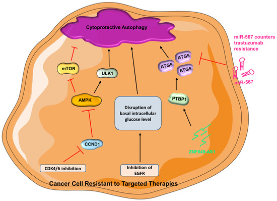 Autophagy and Breast Cancer: Connected in Growth, Progression, and Therapy