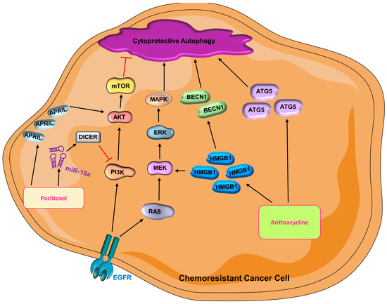 Autophagy and Breast Cancer: Connected in Growth, Progression, and Therapy