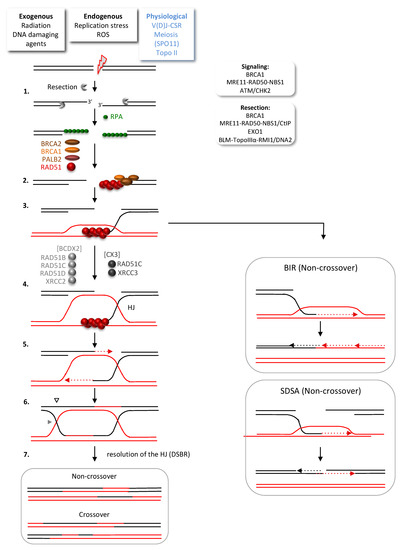 Cells | Free Full-Text | Noncanonical Roles of RAD51