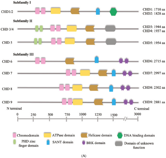 The NuRD Complex in Neurodevelopment and Disease: A Case of Sliding Doors