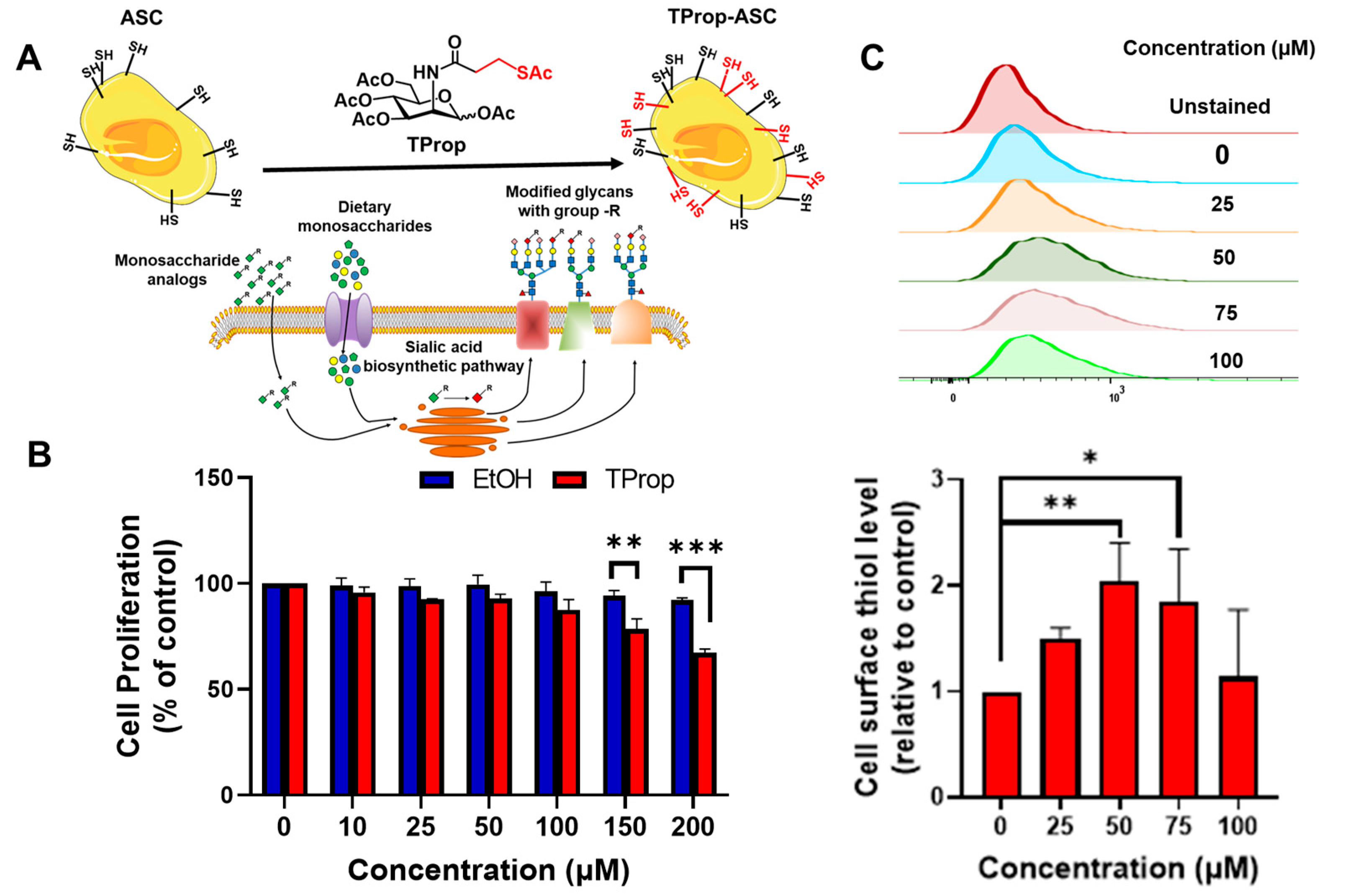 Improving Schwann Cell Differentiation from Human Adipose Stem Cells ...