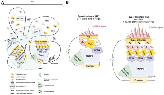 Experimental Validation and Prediction of Super-Enhancers: Advances and ...