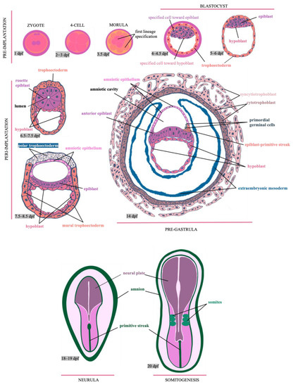 Pluripotent Stem Cells as a Model for Human Embryogenesis