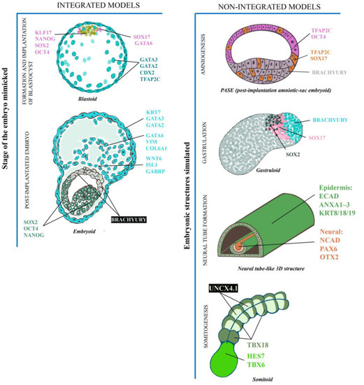 Pluripotent Stem Cells as a Model for Human Embryogenesis