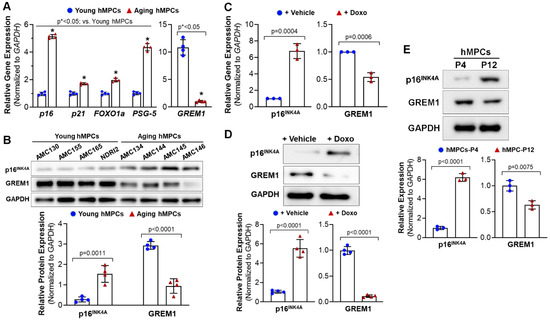 Overexpression of GREM1 Improves the Survival Capacity of Aged Cardiac ...
