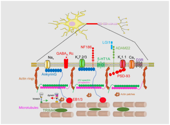 Contribution of Axon Initial Segment Structure and Channels to Brain Pathology
