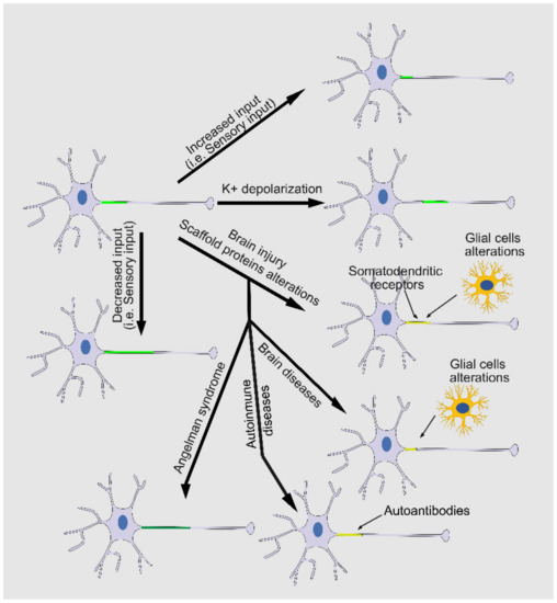 Contribution of Axon Initial Segment Structure and Channels to Brain Pathology