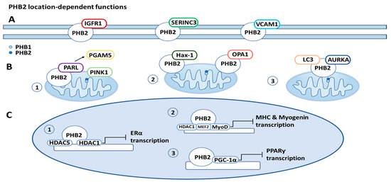 Essential Protein PHB2 and Its Regulatory Mechanisms in Cancer